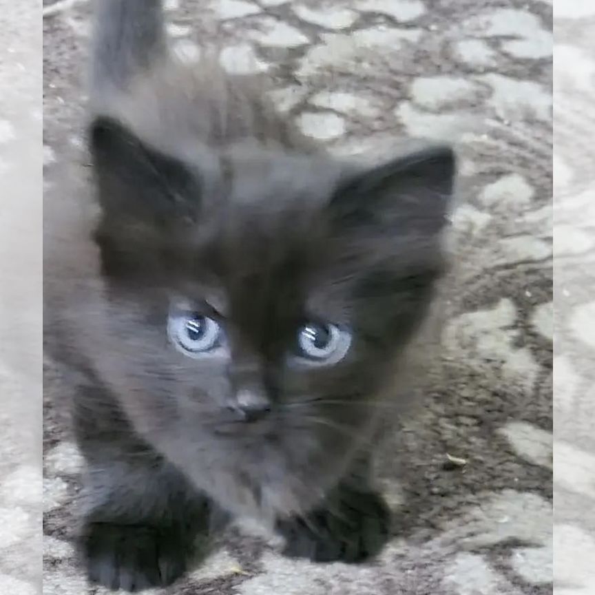 Котёнок в добрые руки