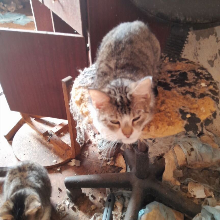 Кошки одни в пустой квартире