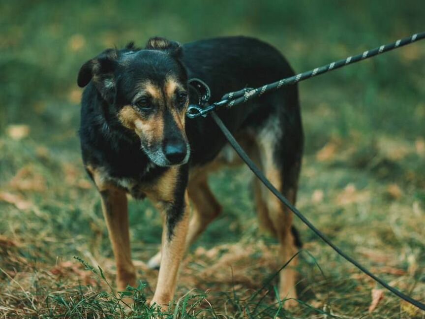 Собака в добрые руки бесплатно ищет дом из приюта