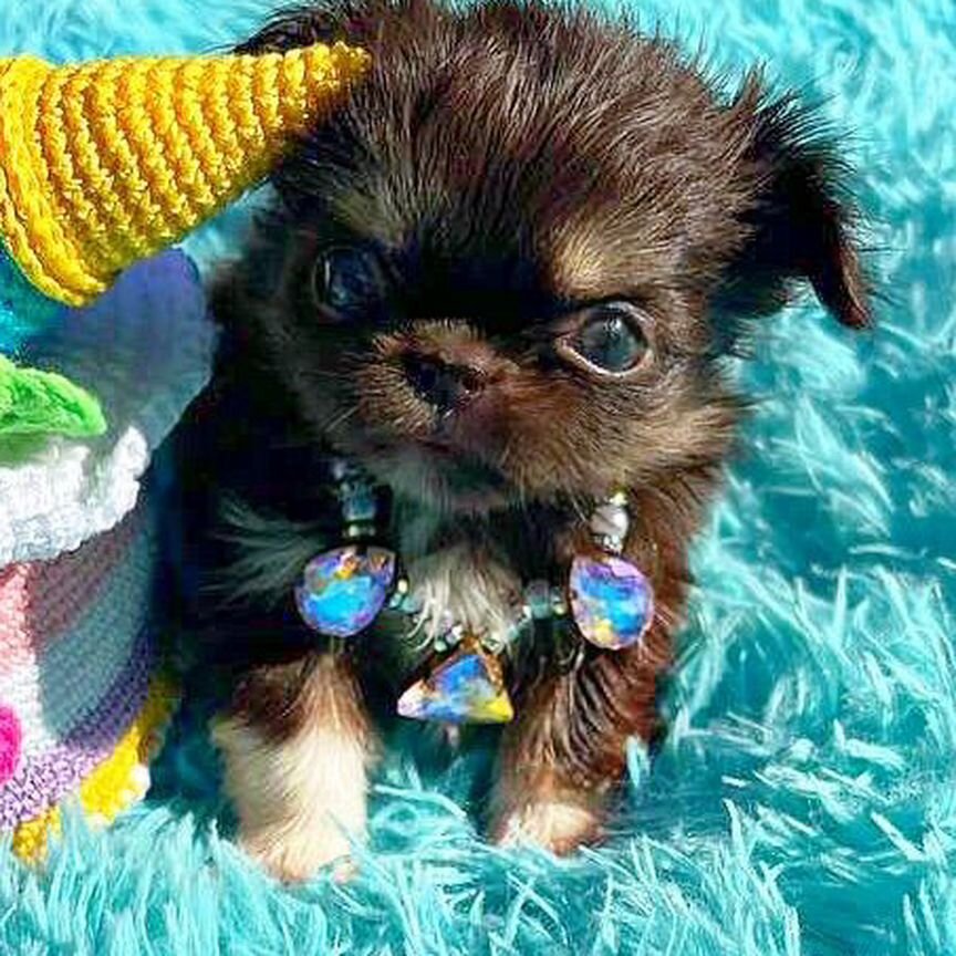 Щенки чихуахуа шоколадная кукла