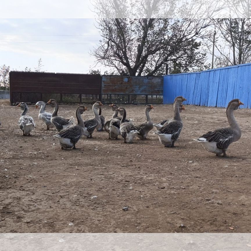 Холмогорские гуси