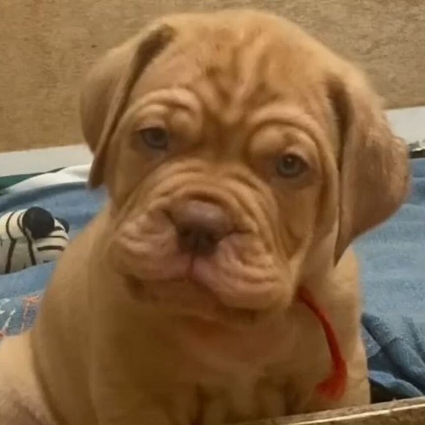 Бордоский дог, щенок