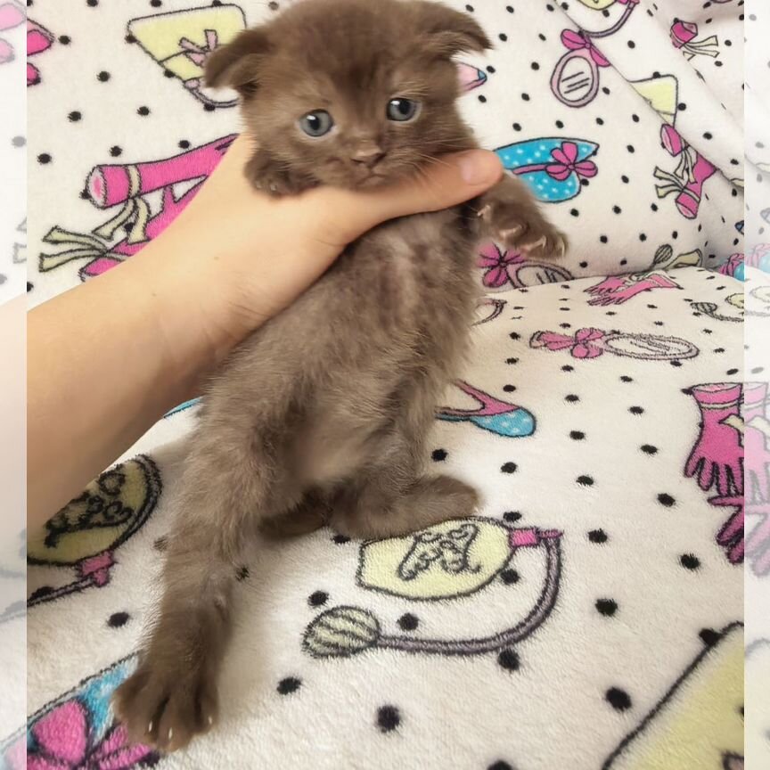 Шотландский вислоухий короткошёрстный котёнок