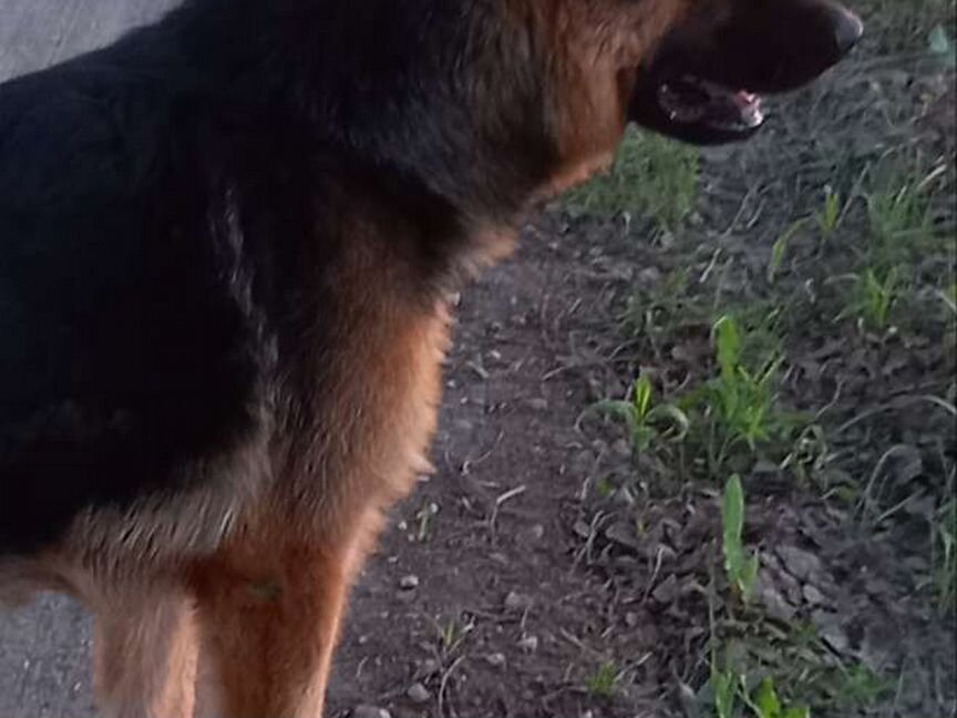 Немецкая овчарка