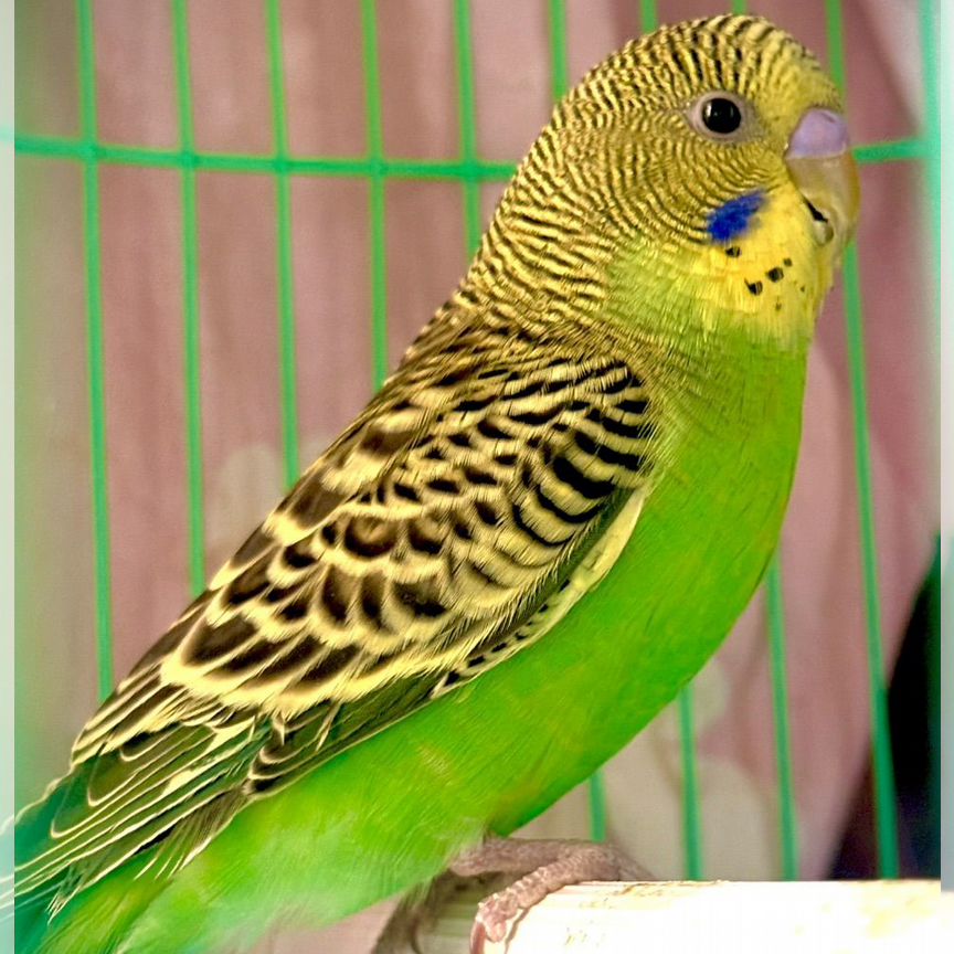 Волнистый попугай мальчик 2 мес