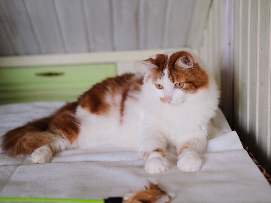 Бело-рыжий кот