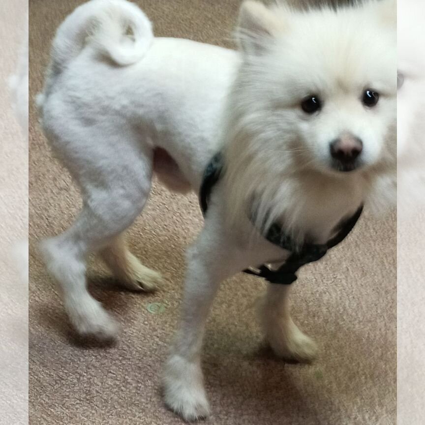 Немецкий шпиц, взрослый пёс