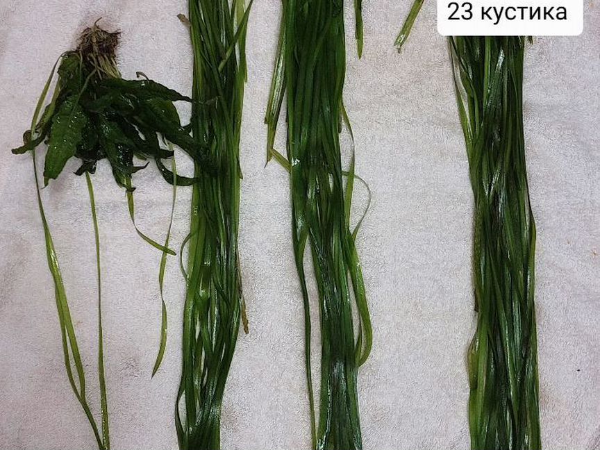 Растения для аквариума Валиснерия