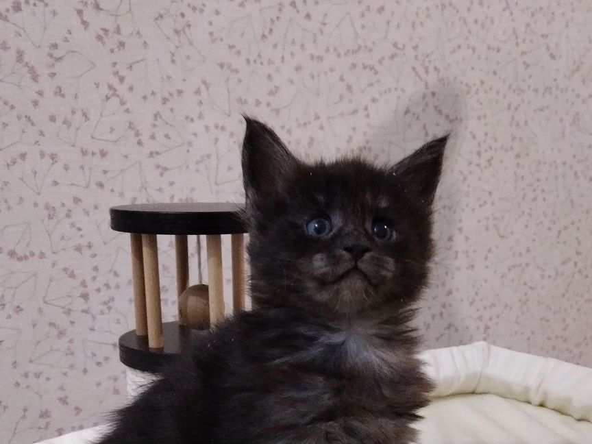 Котята мейн-кун полидакт и классика