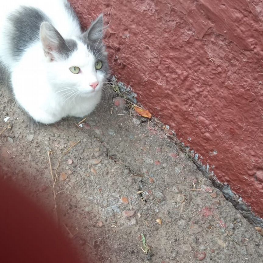 Отдается кошечка-ласкуша