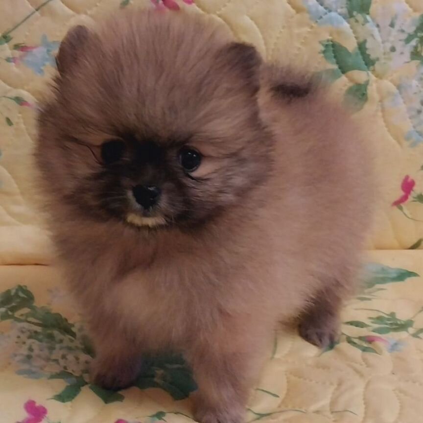 Померанский шпиц, щенок