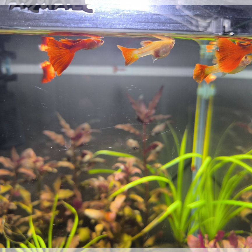 Гуппи чистая линия