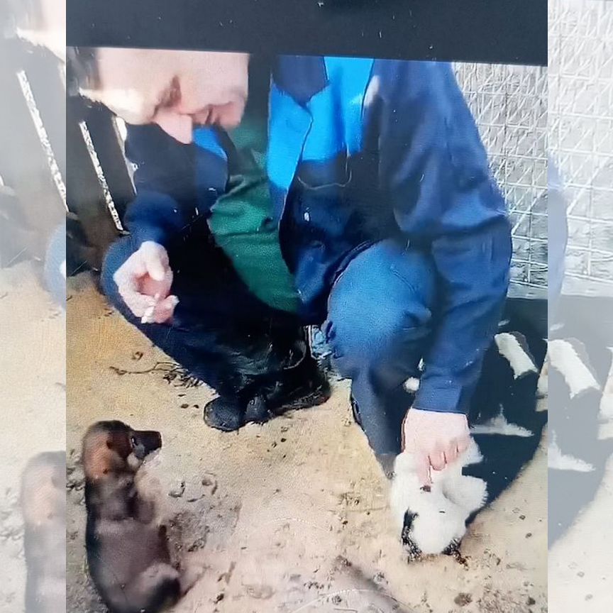 Щенок в добрые руки