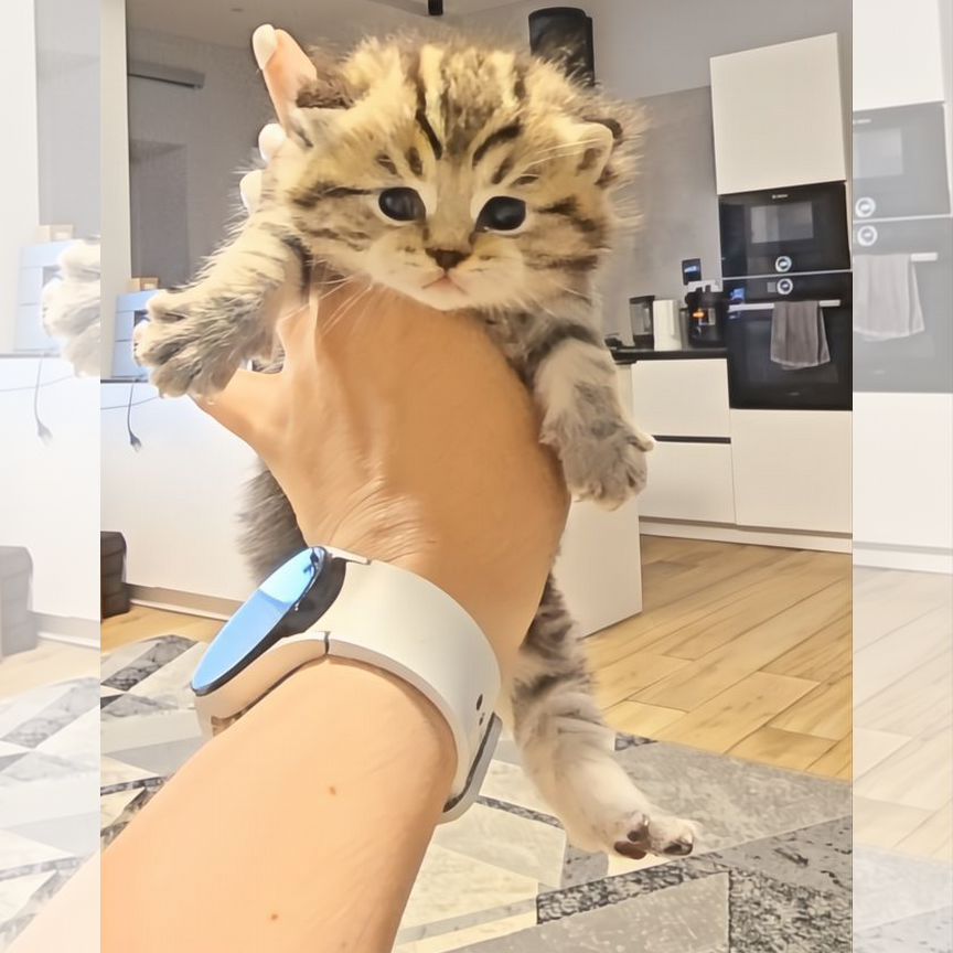Британский короткошёрстный котёнок