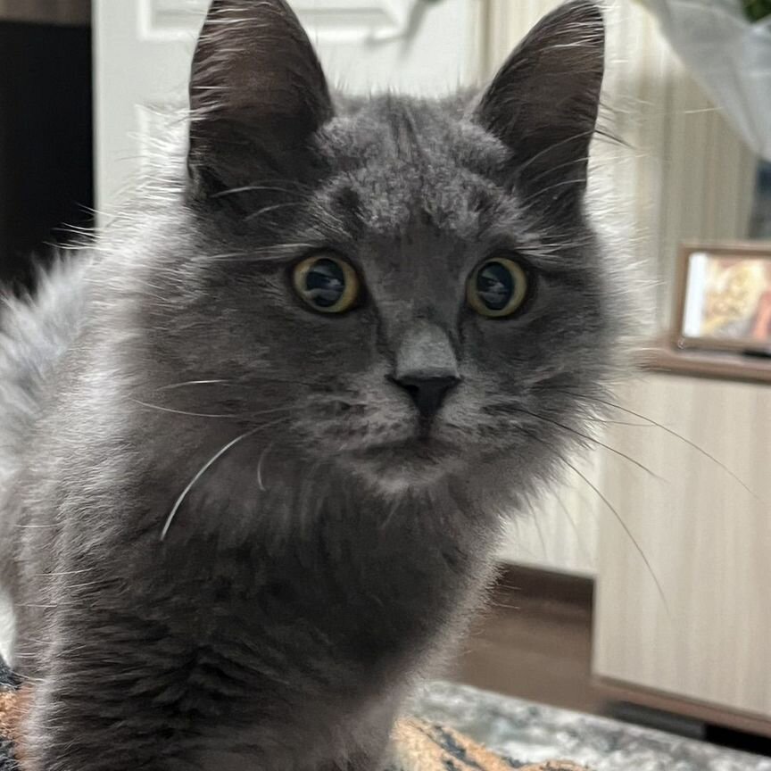 Кот Мейн-Кун