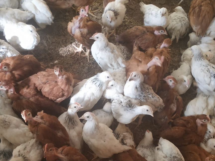 Куры молодки несушки доминант и голошейки