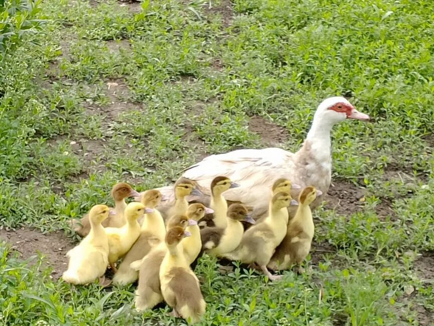 Индоутята суточные