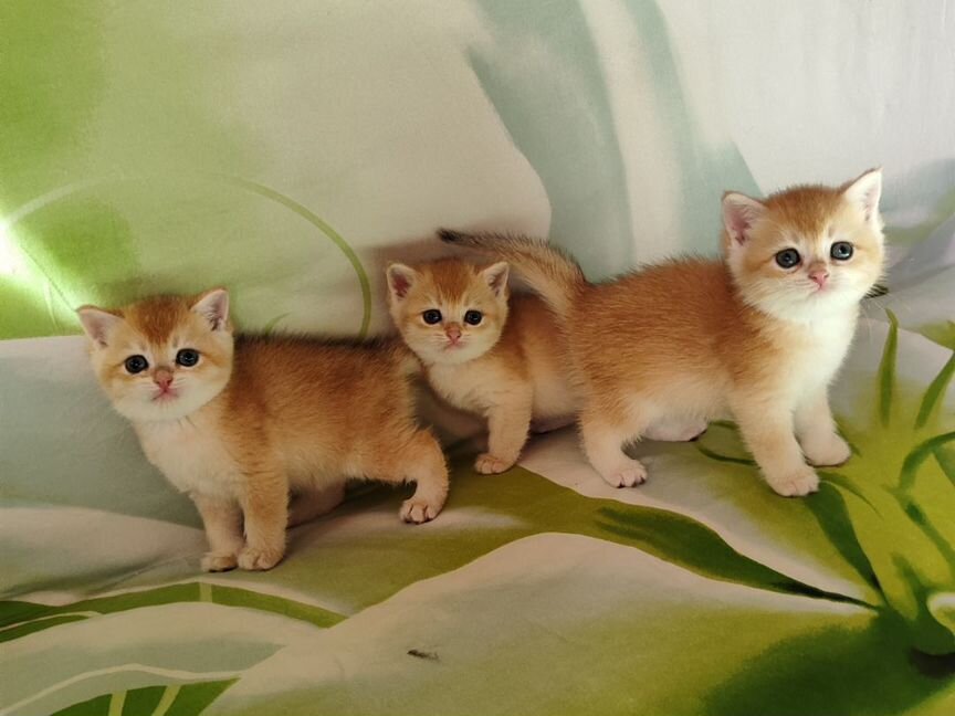 Золотинки NY 11 12