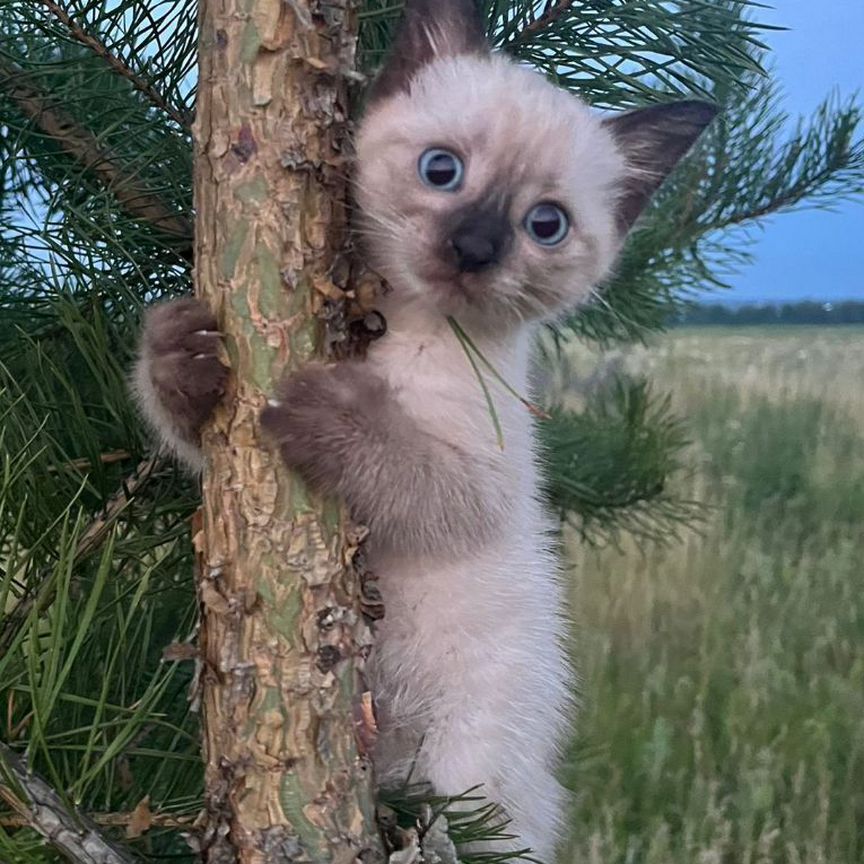 Продам котенка сиамка