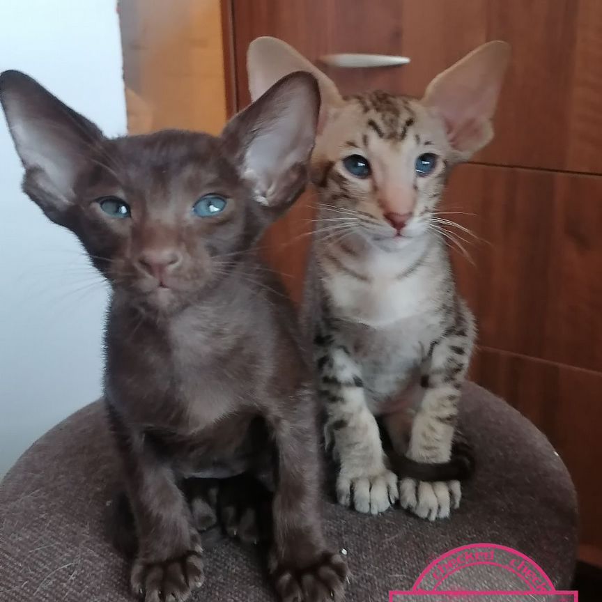 Ориентальный котенок