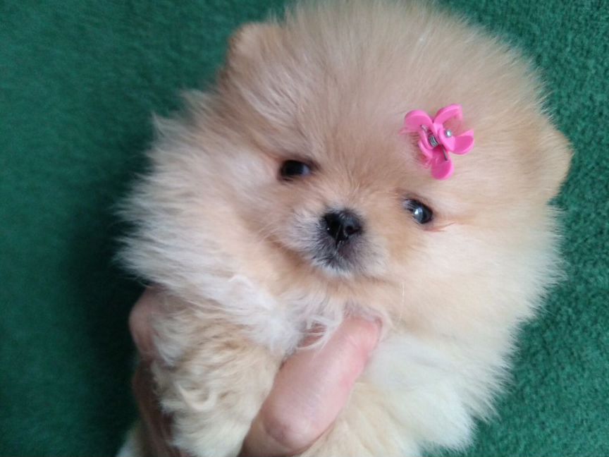 Померанский шпиц