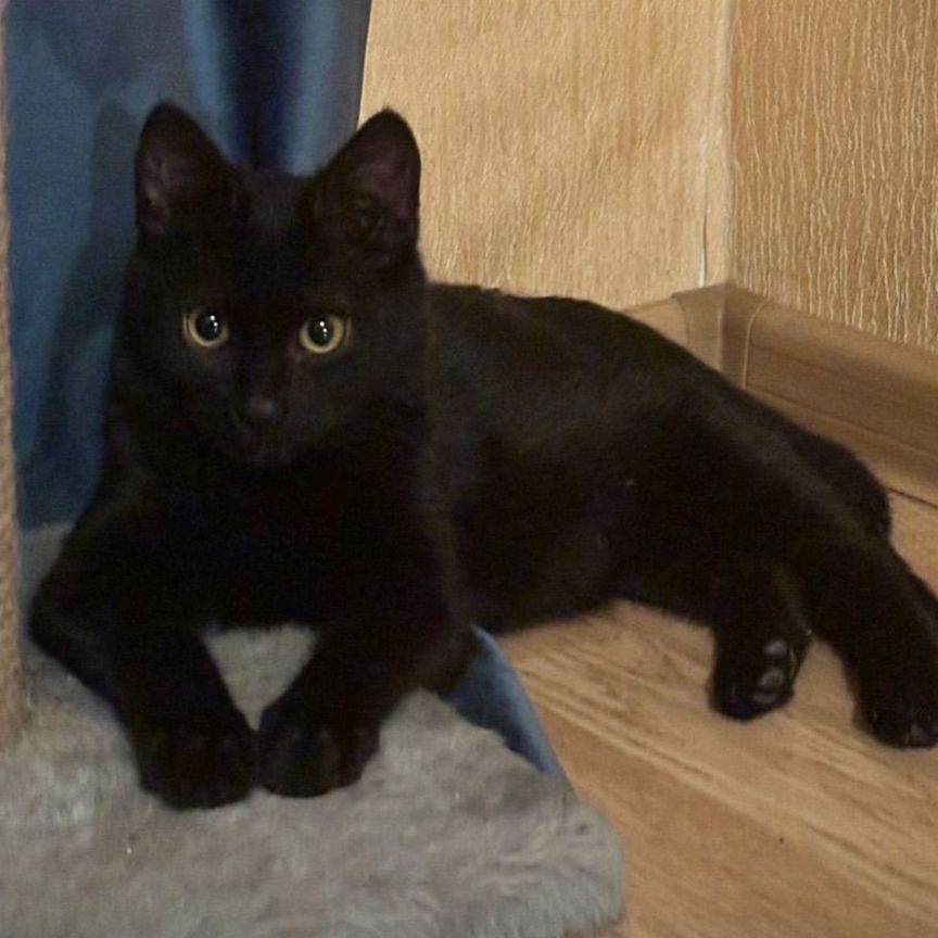 Черный котенок 4мес бесплатно