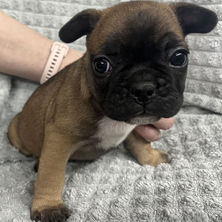 Французский бульдог, щенок