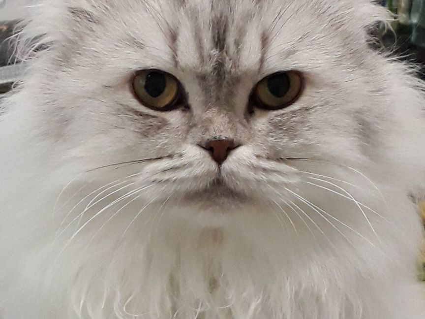 Кот для кошечки