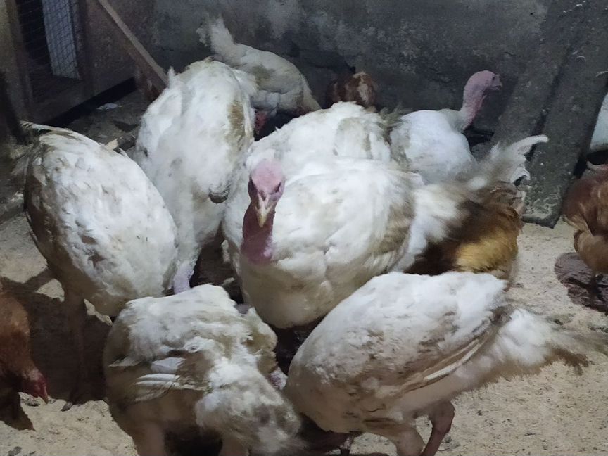 Индюки биг 6