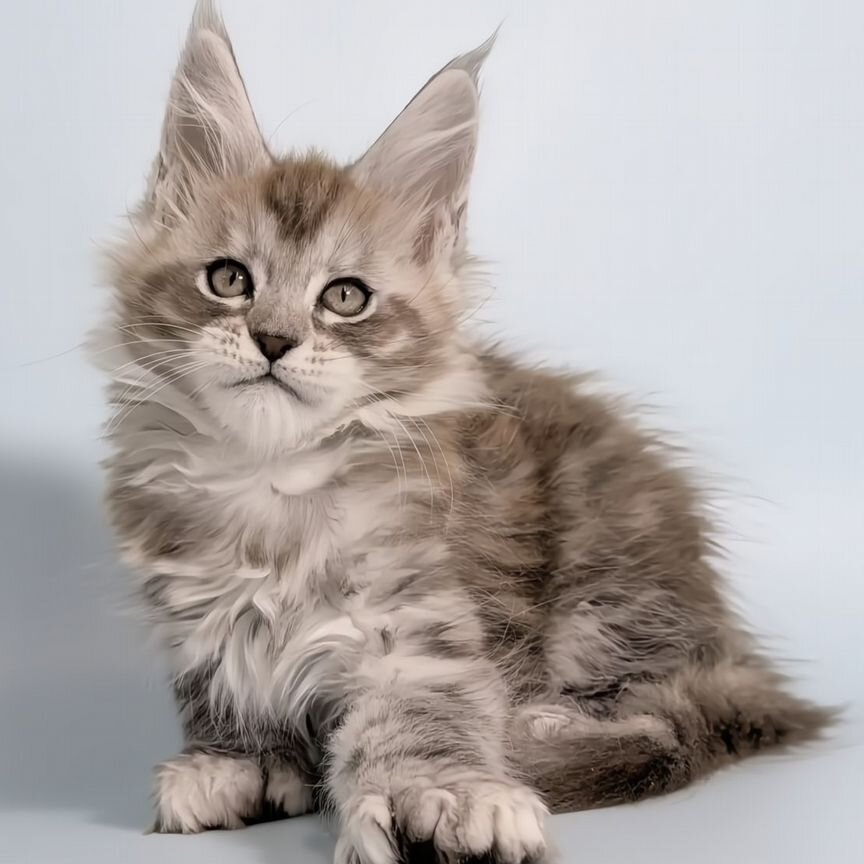 Мейн-кун котёнок