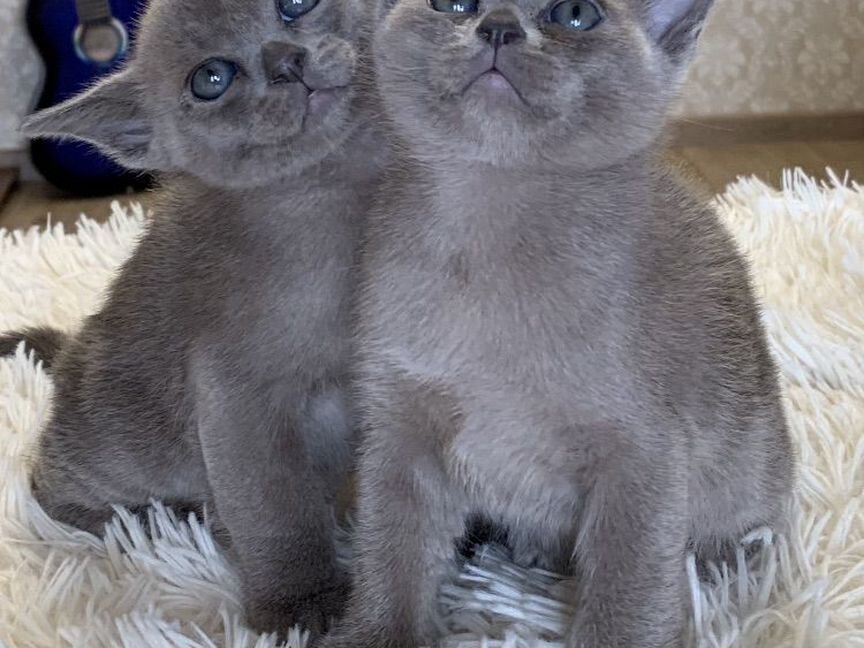 Бурманские котята