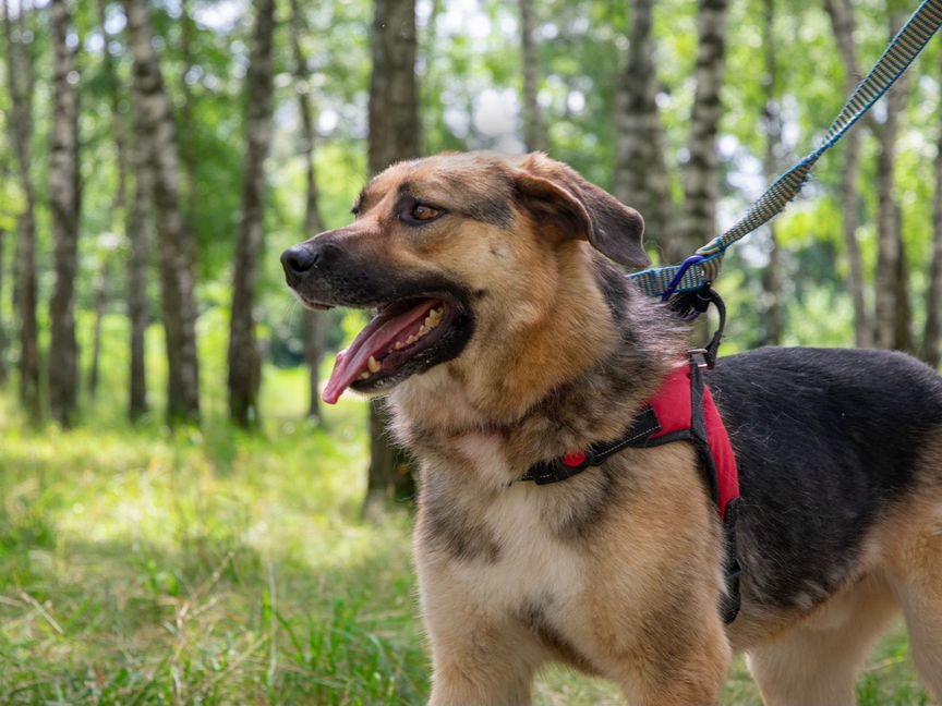 Классный пёс идеи своих хозяев