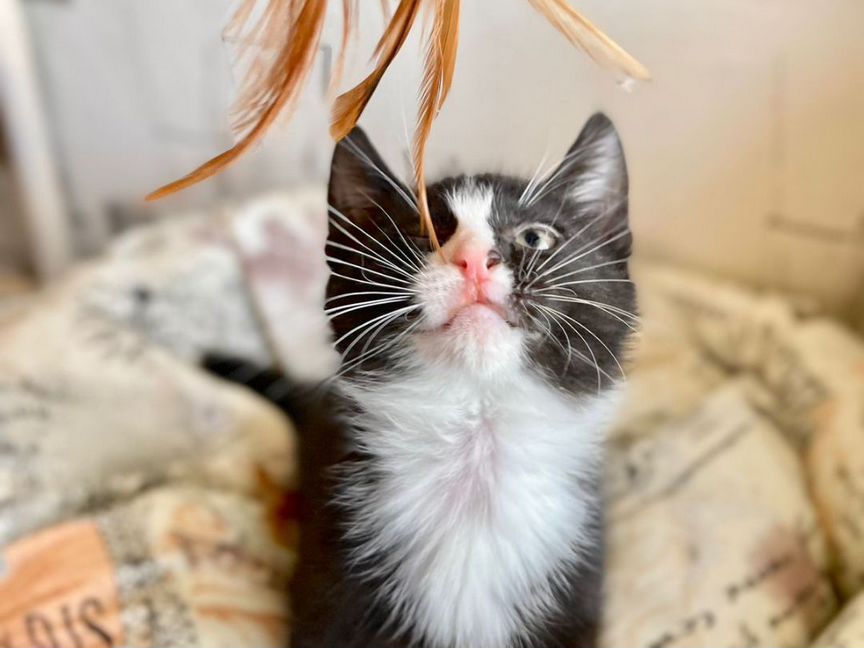Котятки мальчики