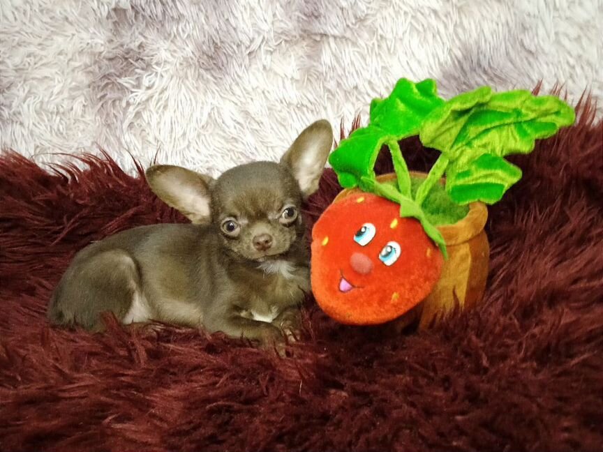 Маленькая шоколадка