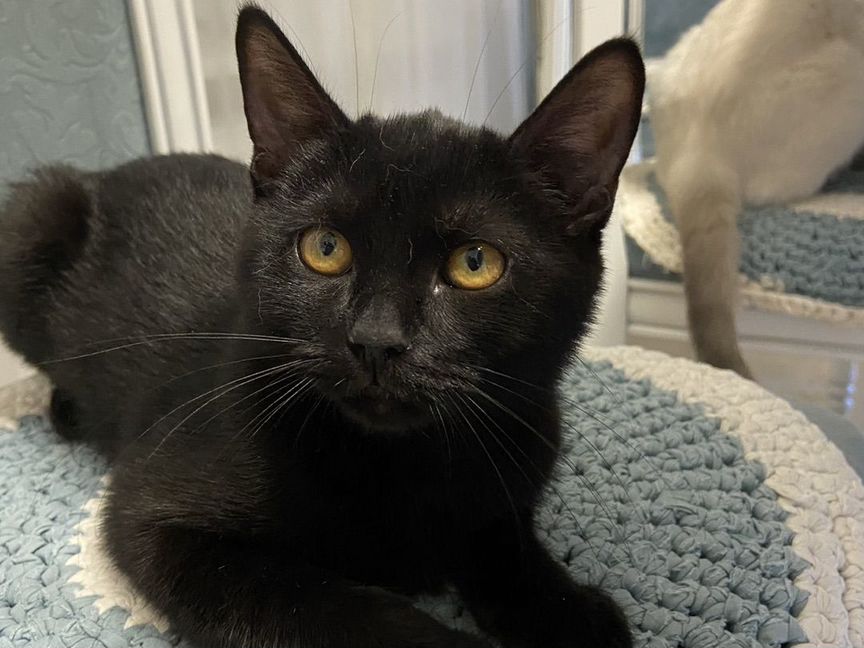 Кошка котенок черная