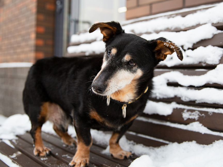 Старичок Арси ищет дом