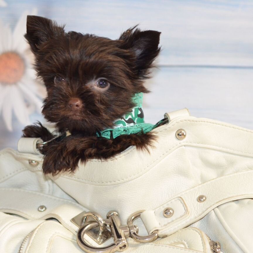 Курносый кукольный Патрик