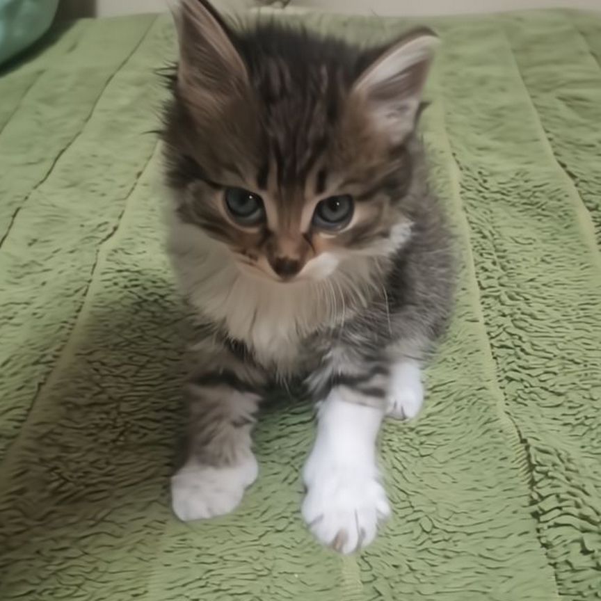 Котёнок в добрые руки