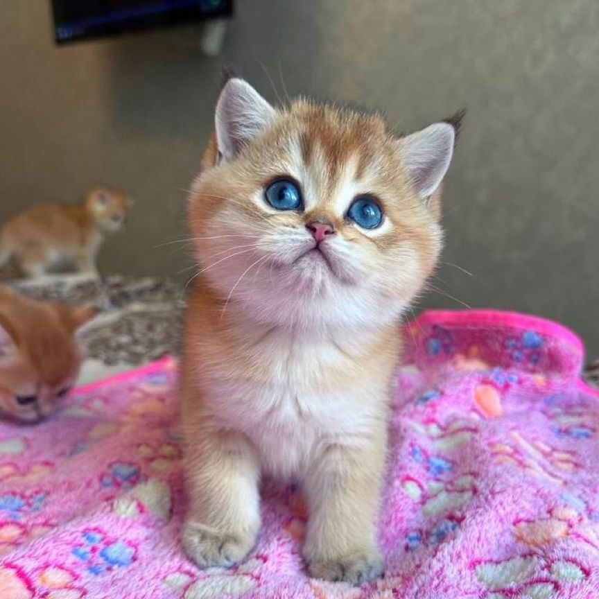Британские котята золотая шиншилла