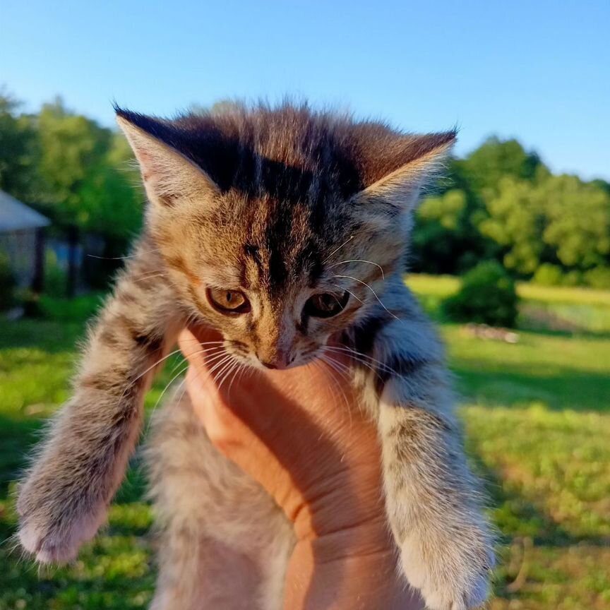 Кошка в дар бесплатно