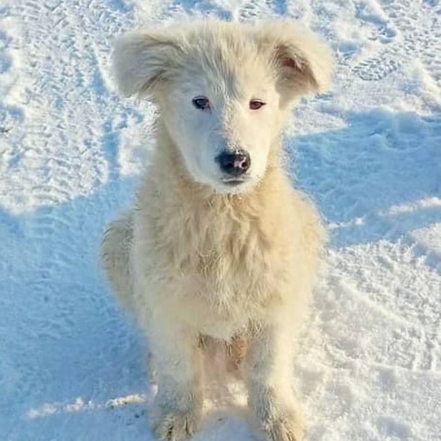 Щенок в добрые руки