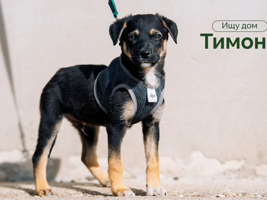 Собака в добрые руки отдам бесплатно