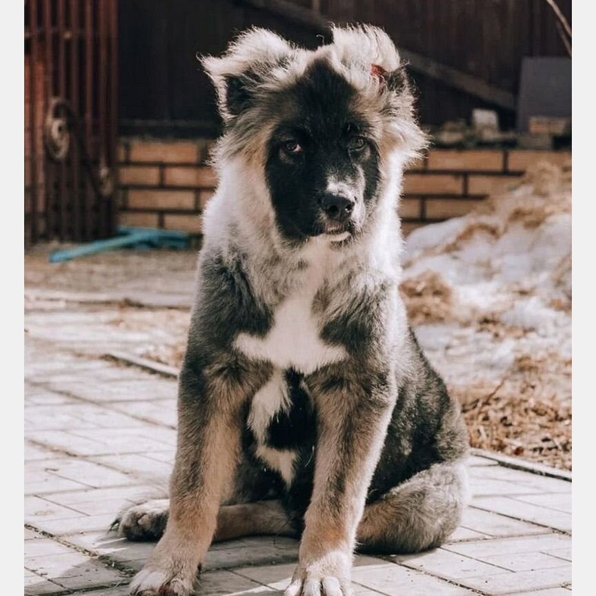 Кавказская овчарка по имени Одиссей