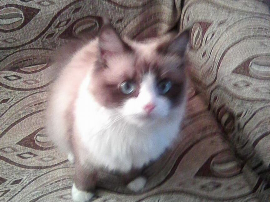 Кошка Сноу-Шу