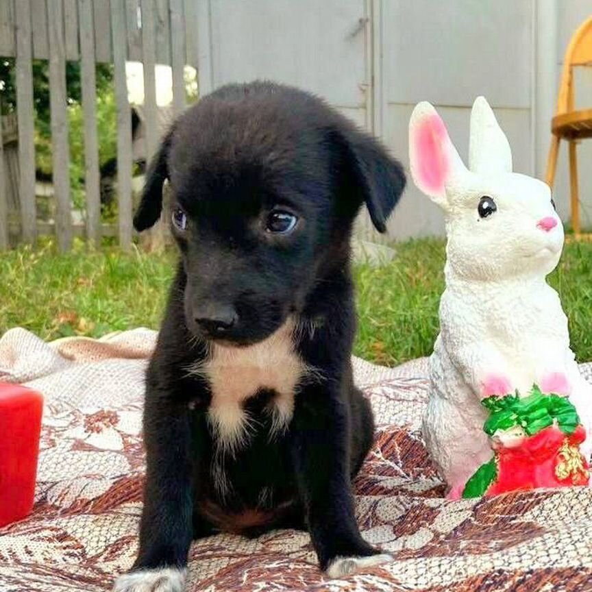 Маленький щенок в добрые руки