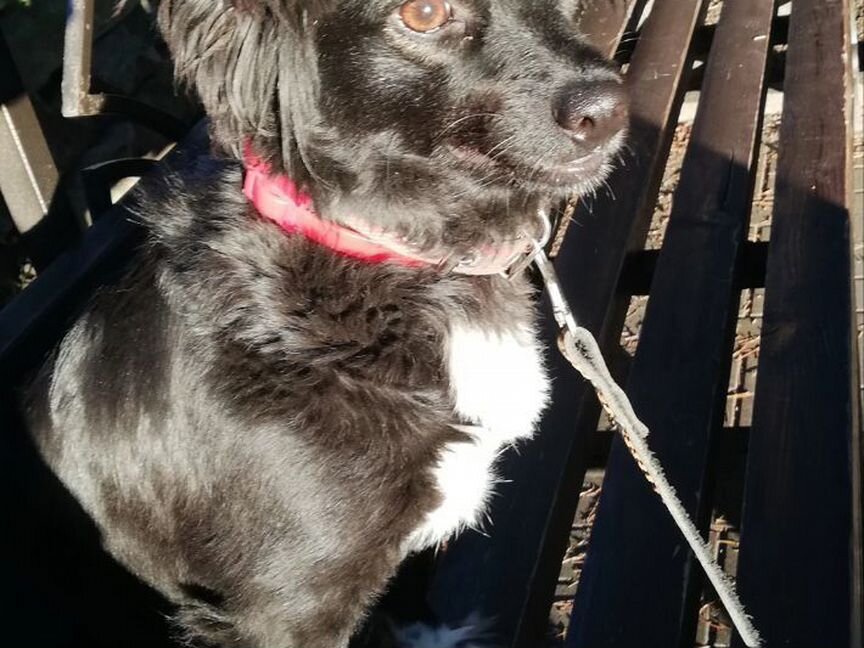 Собака маленькая Фиби 5 кг