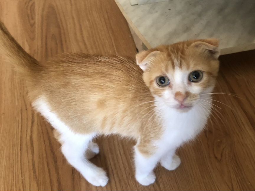 Котенок в дар