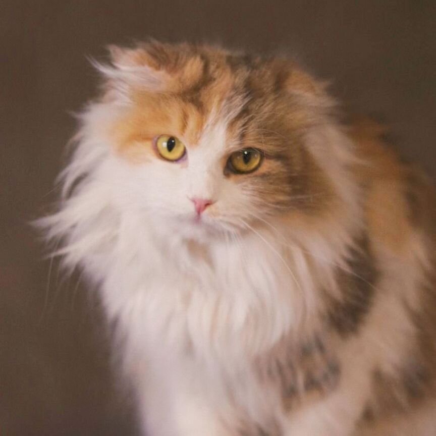 Кошка Кудряша в добрые руки