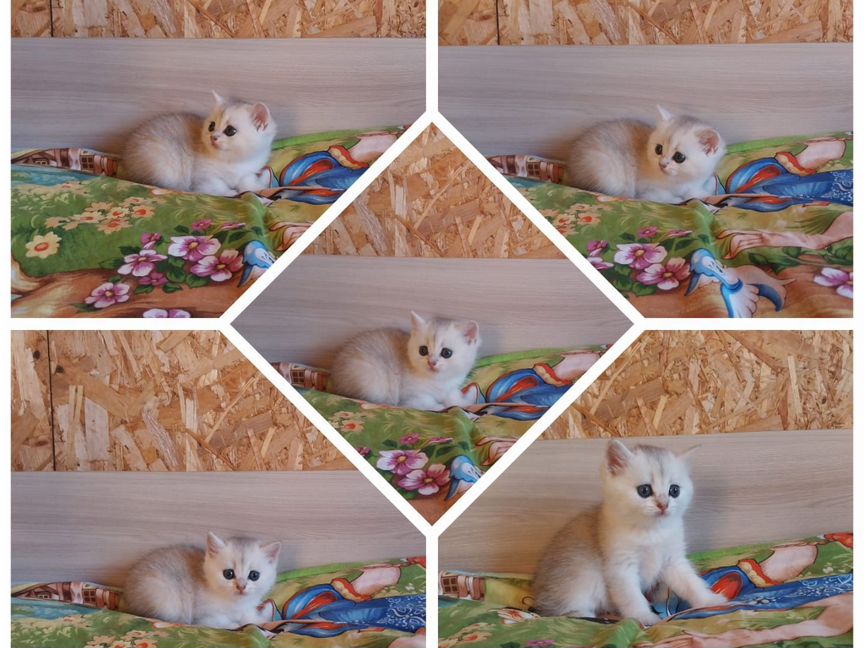 Шотландские котята шиншиллята