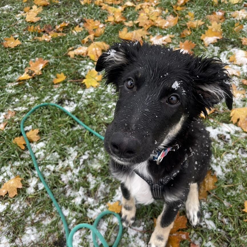 Щенок в добрые руки